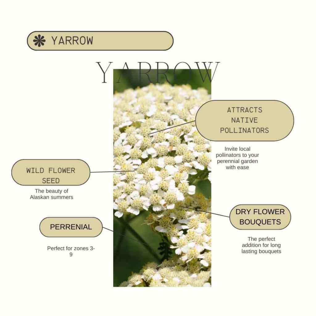 Yarrow Seed Alaska Native Flower (Achillea millefolium) - Seeds and ...
