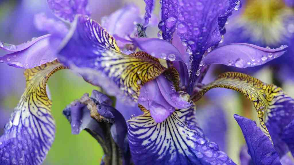 Wild Blue Iris Seed (Iris spp Versicolor/Setosa) - Seeds and Soil Farm