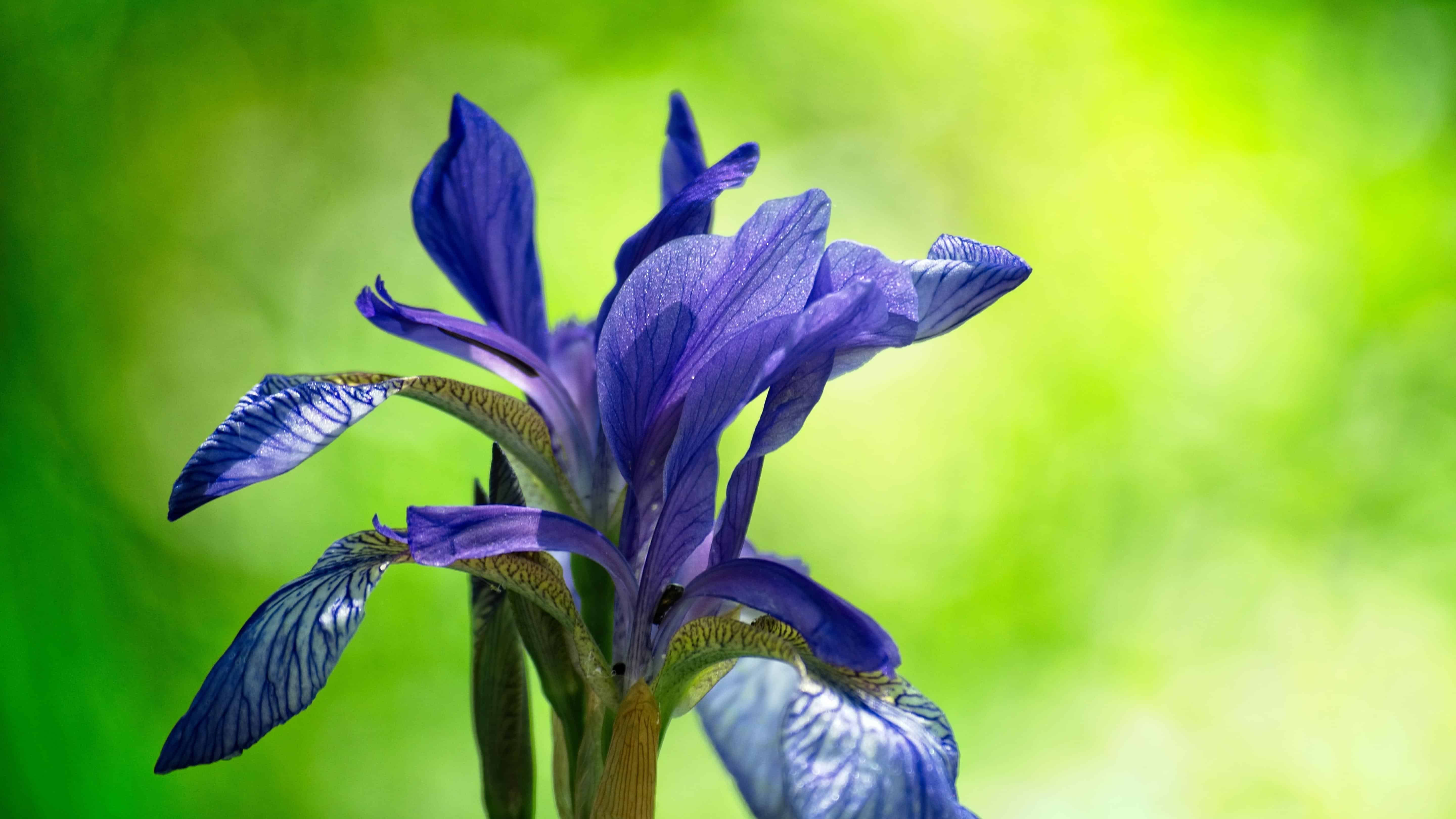 Wild Blue Iris Seed (Iris spp Versicolor/Setosa) - Seeds and Soil Farm
