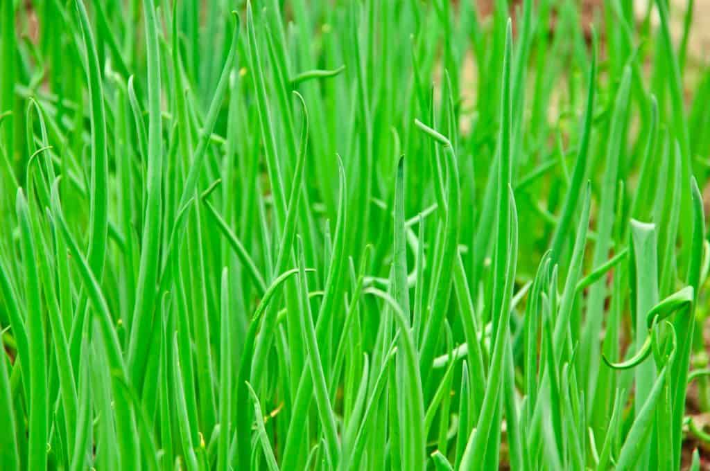Food Forest Seed Bundle Perennial Crops for Sustainable Gardens - Seeds ...