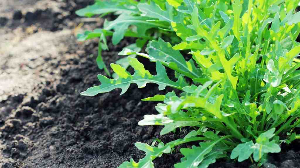 Arugula Seed (Wild) (Diplotaxis tenuifolia) - Seeds and Soil Farm
