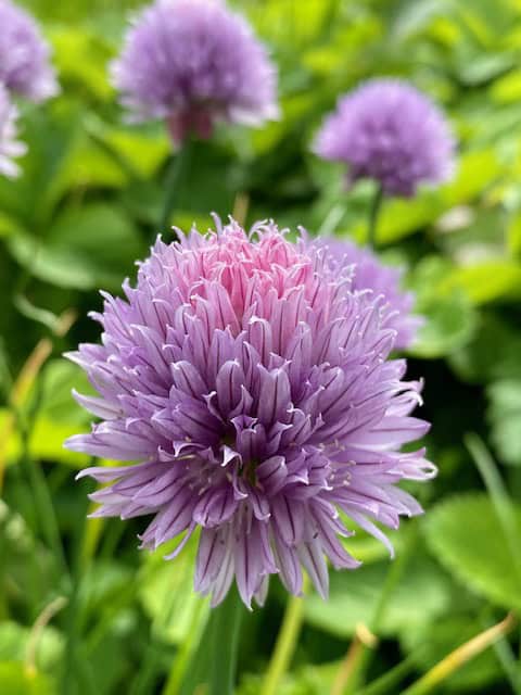Purple Chive Seed (Allium schoenoprasum) - Seeds and Soil Farm