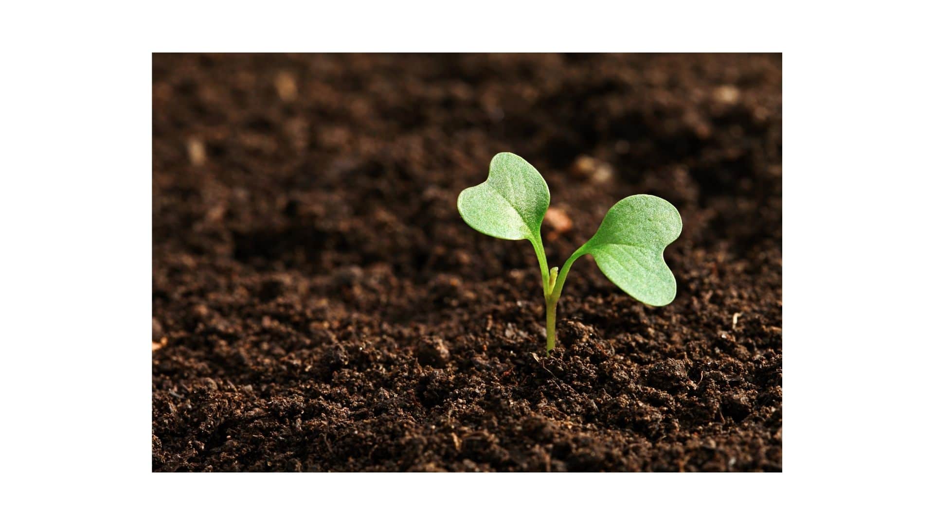 Soil Online Course - Seeds and Soil Farm