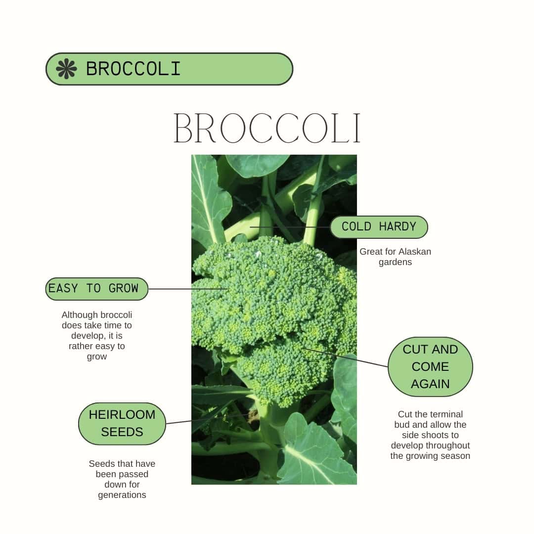 Growing Broccoli From Seed