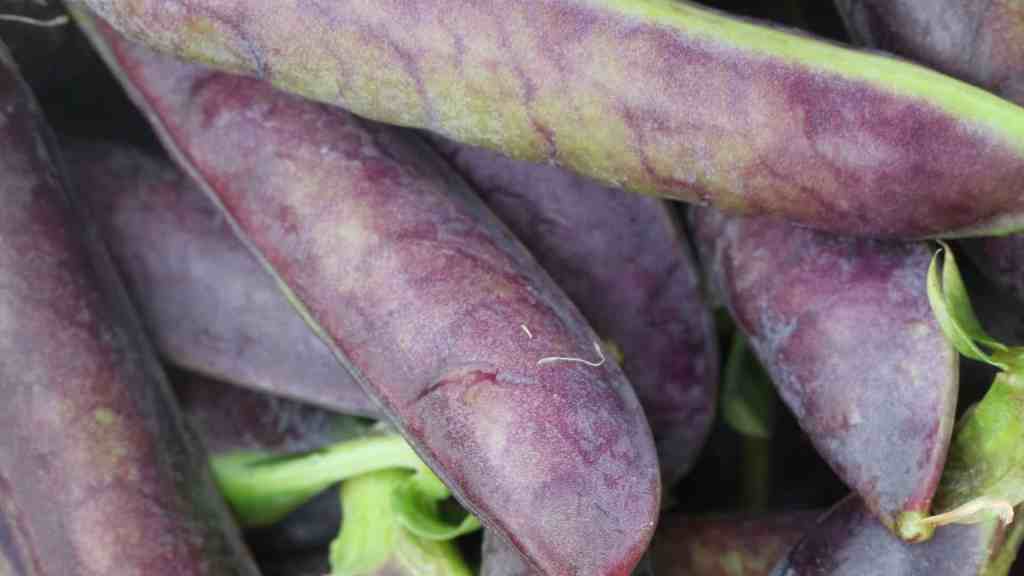 Pea Seed Bundle Sweet, Cold-Tolerant Peas for Early Harvests - Seeds ...