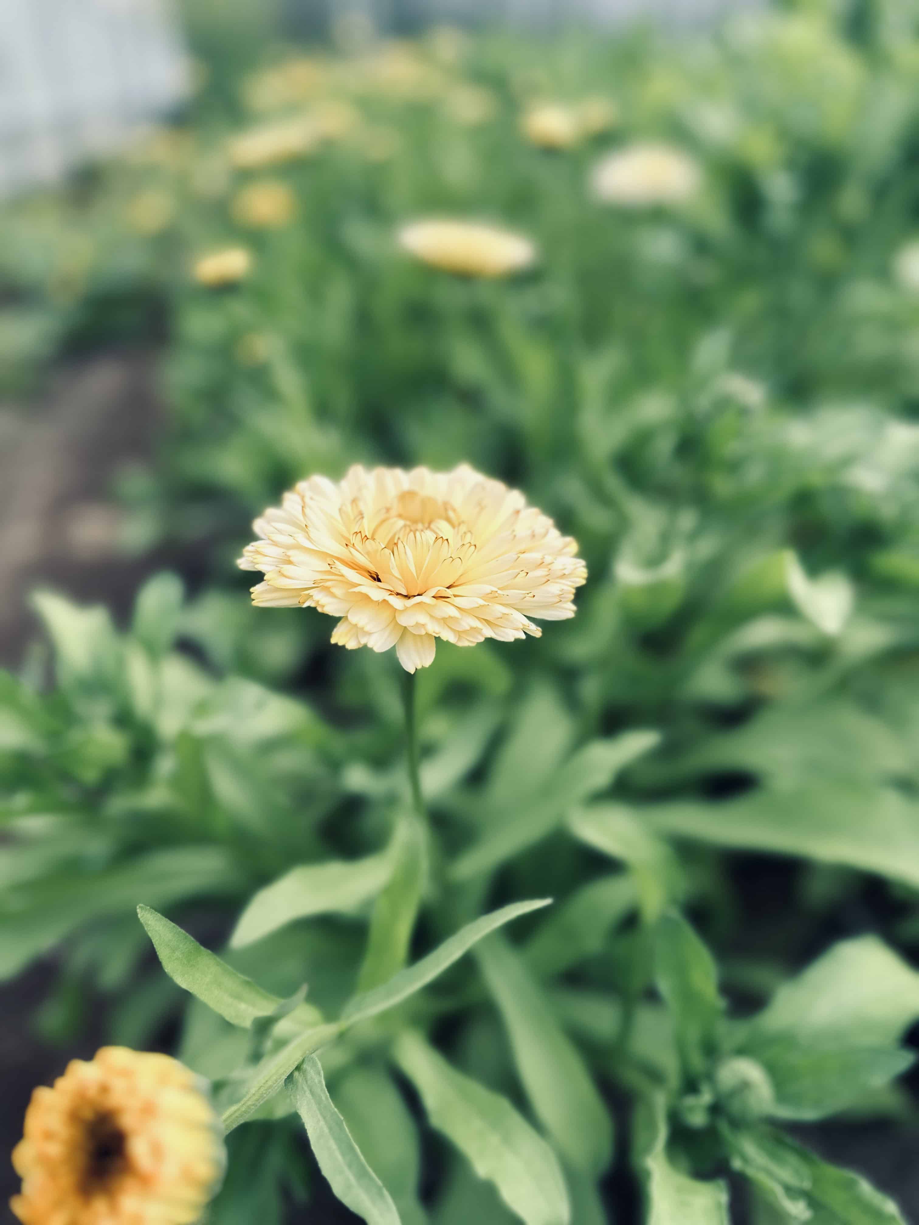 Calendula ‘Ivory Princess’ Seeds Creamy Blooms for Cool Climates ...