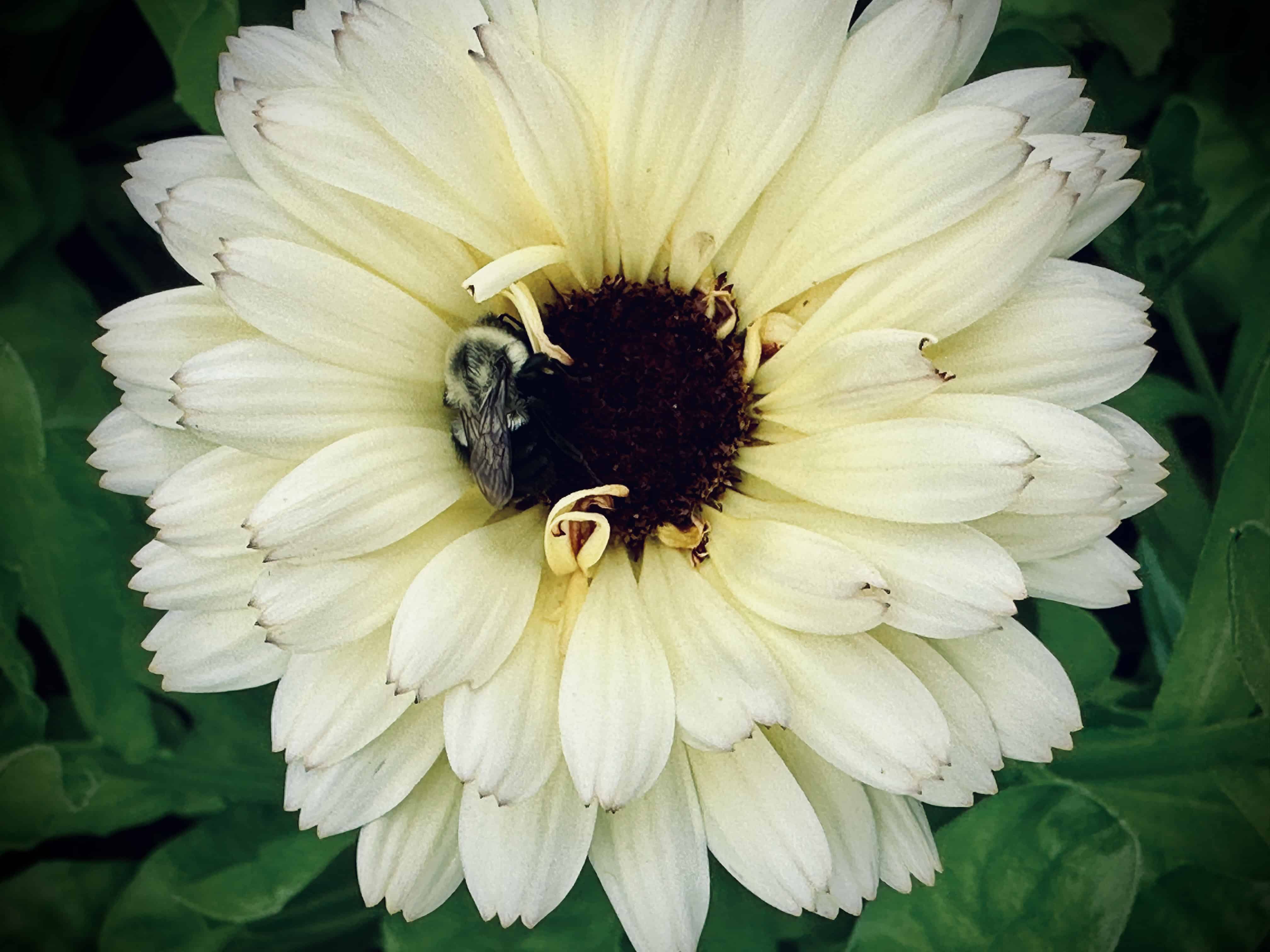Calendula ‘Ivory Princess’ Seeds Creamy Blooms for Cool Climates ...