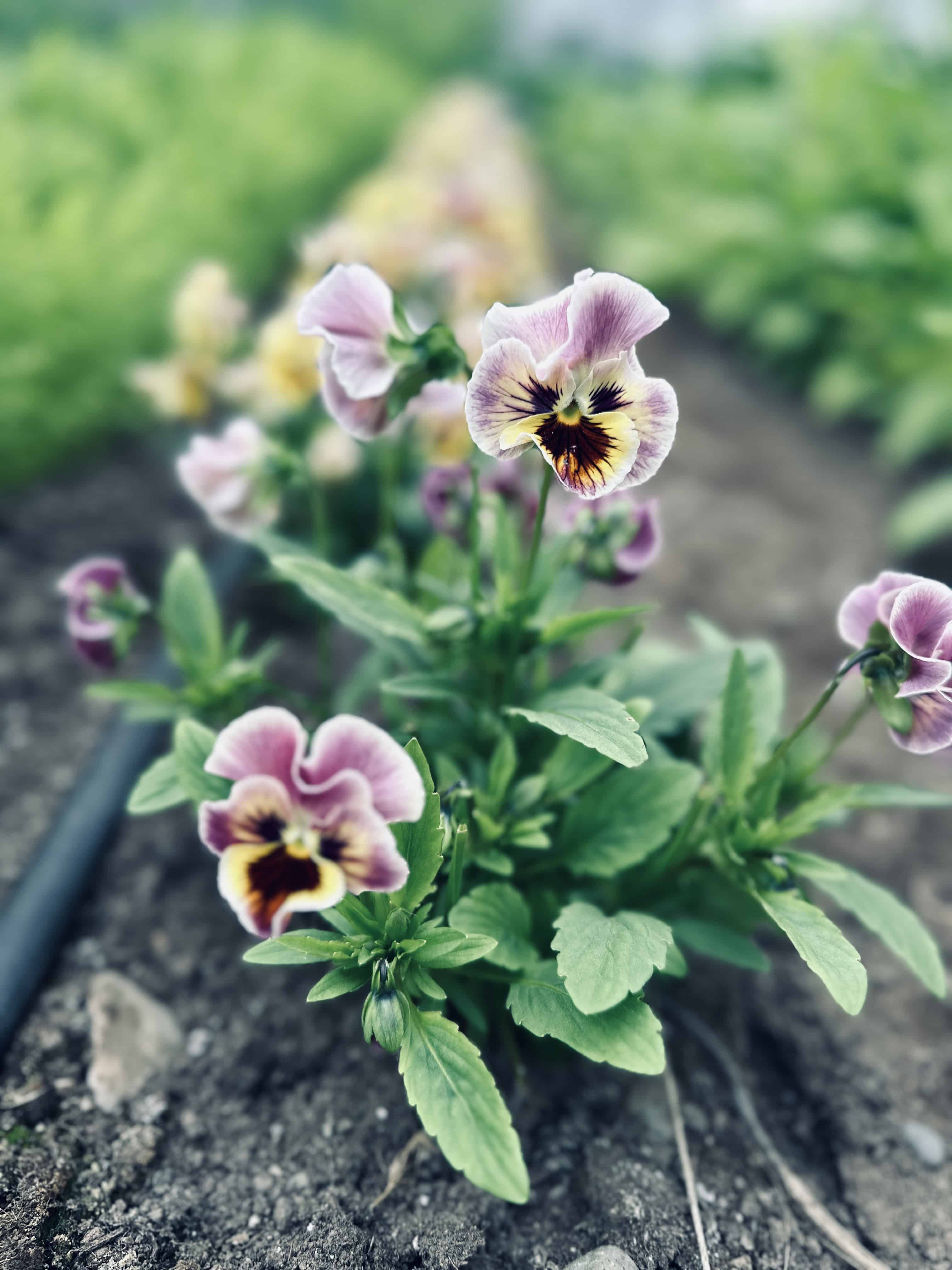 Frilled Viola Mini (Viola cornuta) - Seeds and Soil Farm