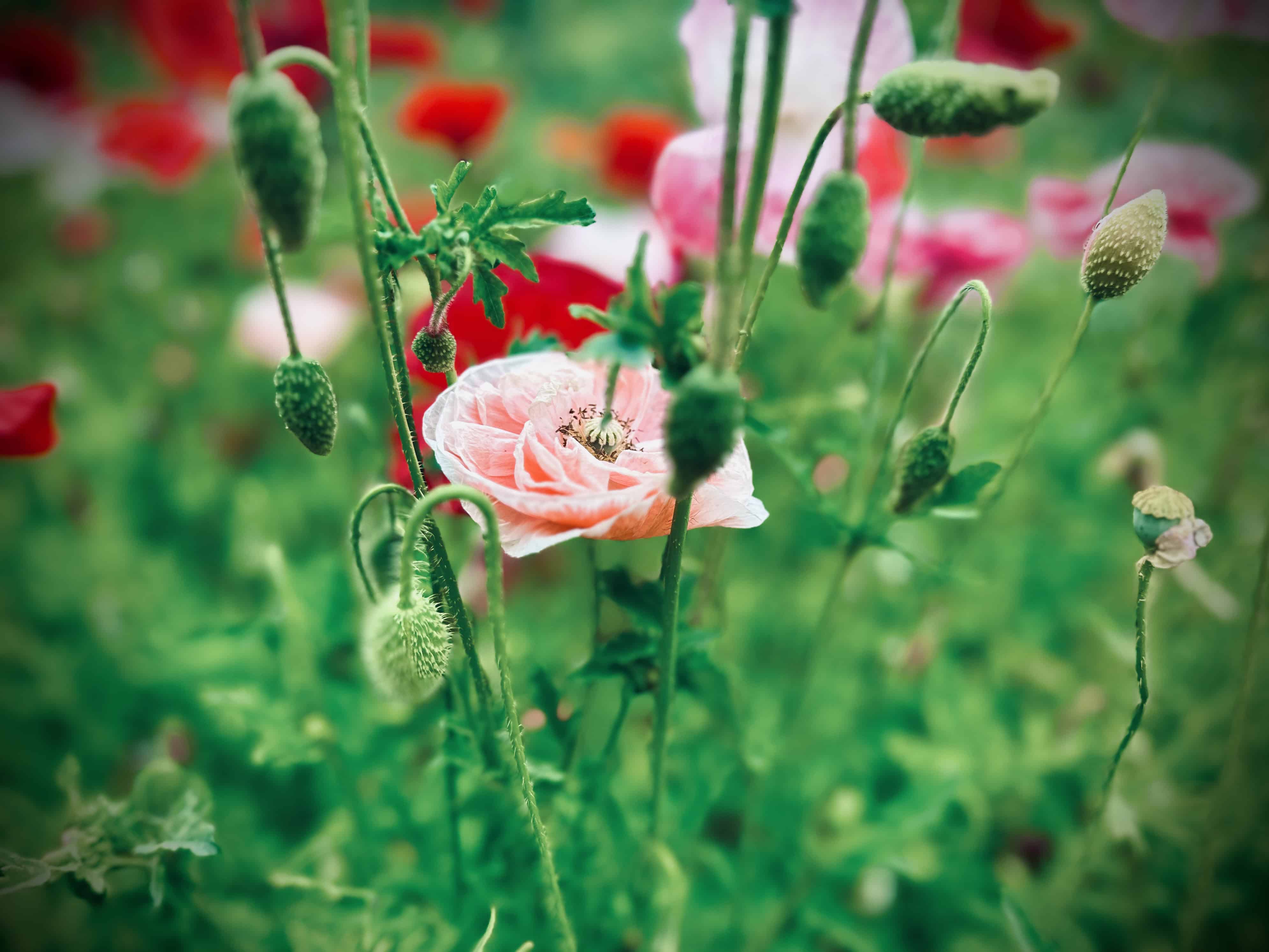 Angels' Choir Poppy Seed (Papaver rhoeas) - Seeds and Soil Farm