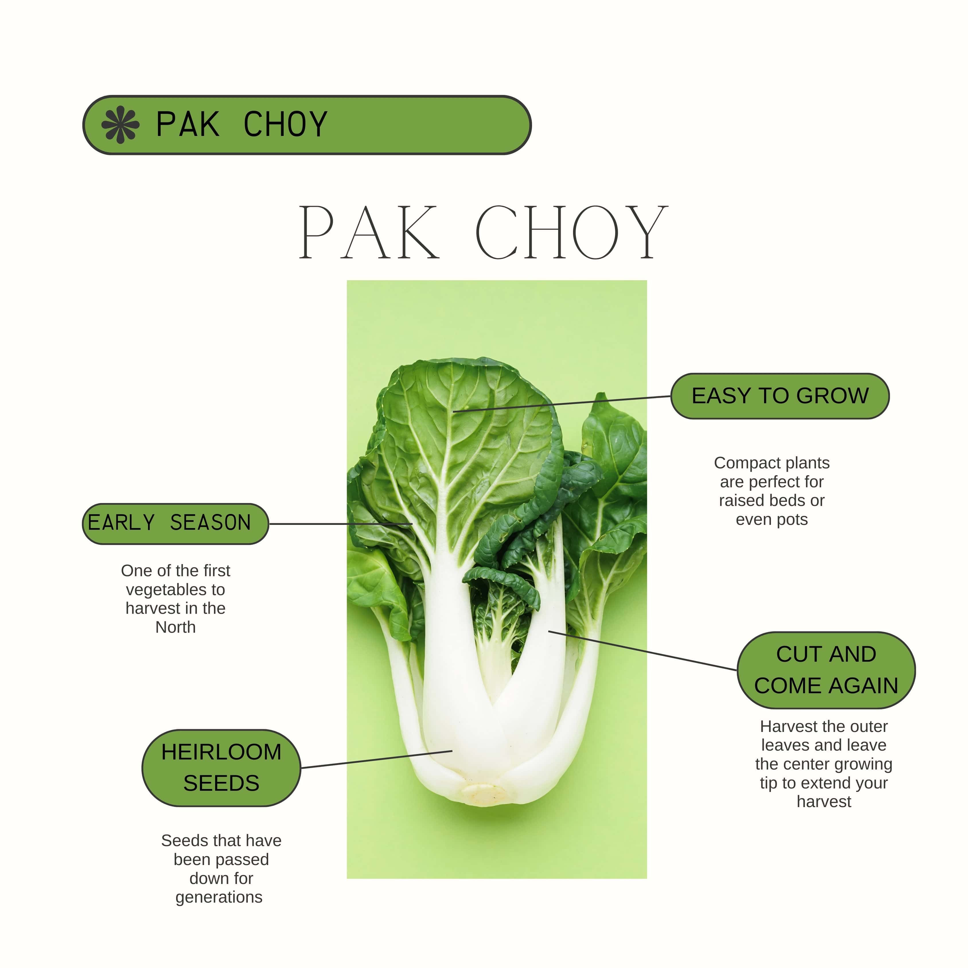 Pak Choy (Brassica rapa subsp. chinensis) - Seeds and Soil Farm