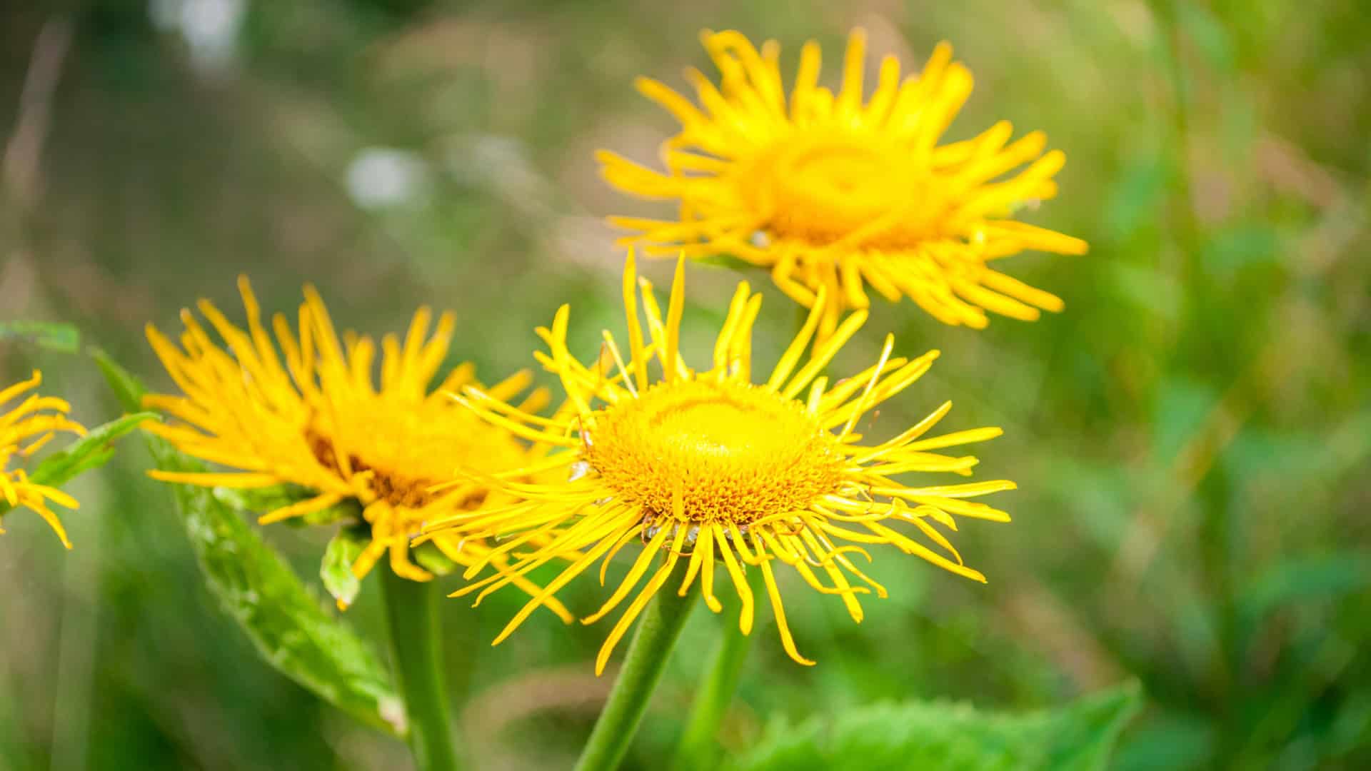 Elecampane Seed (Inula helenium) - Seeds and Soil Farm