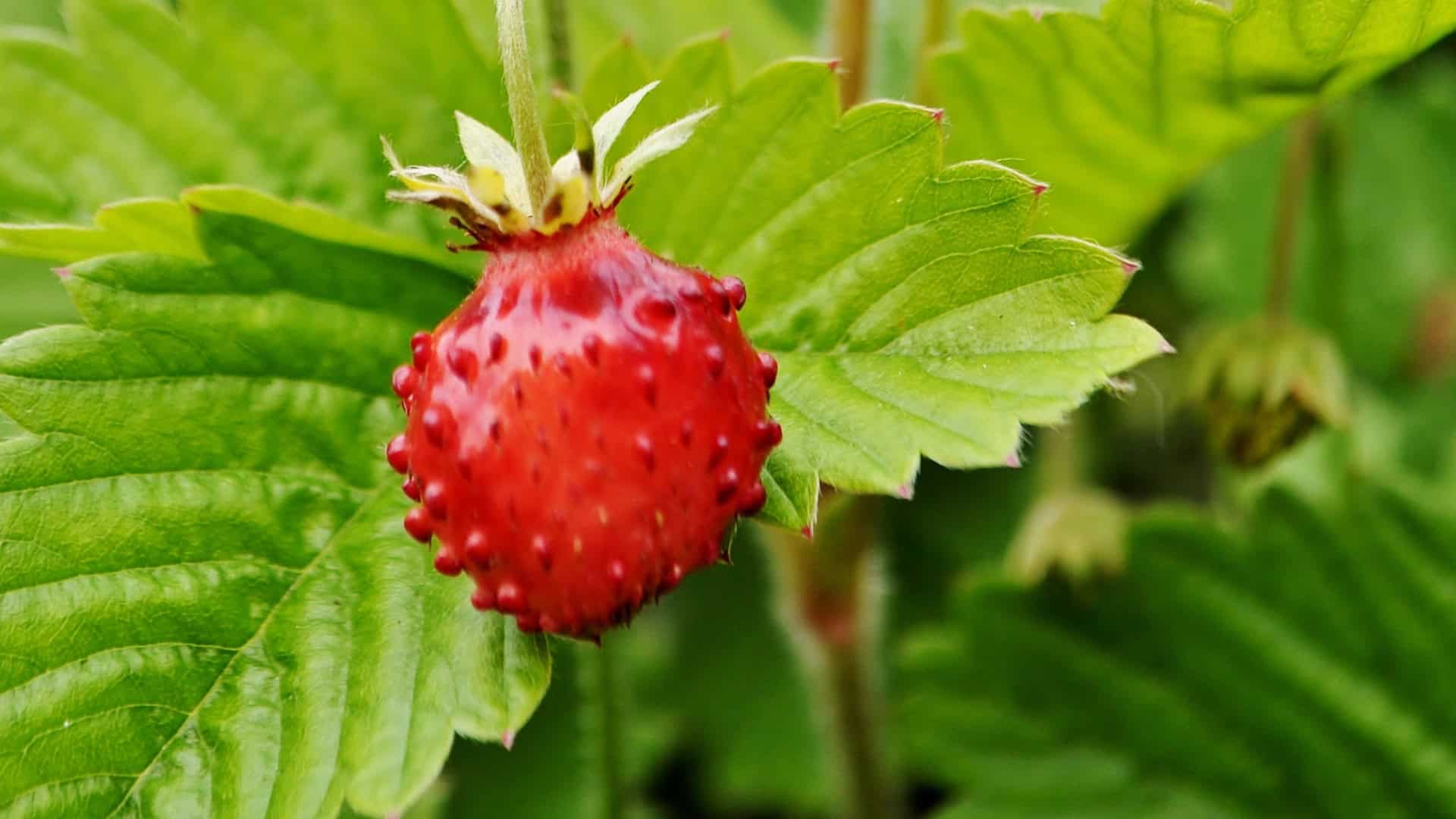 Strawberry Seed Alpine (Wild) (Fragaria vesca) Everbearing - Seeds and ...