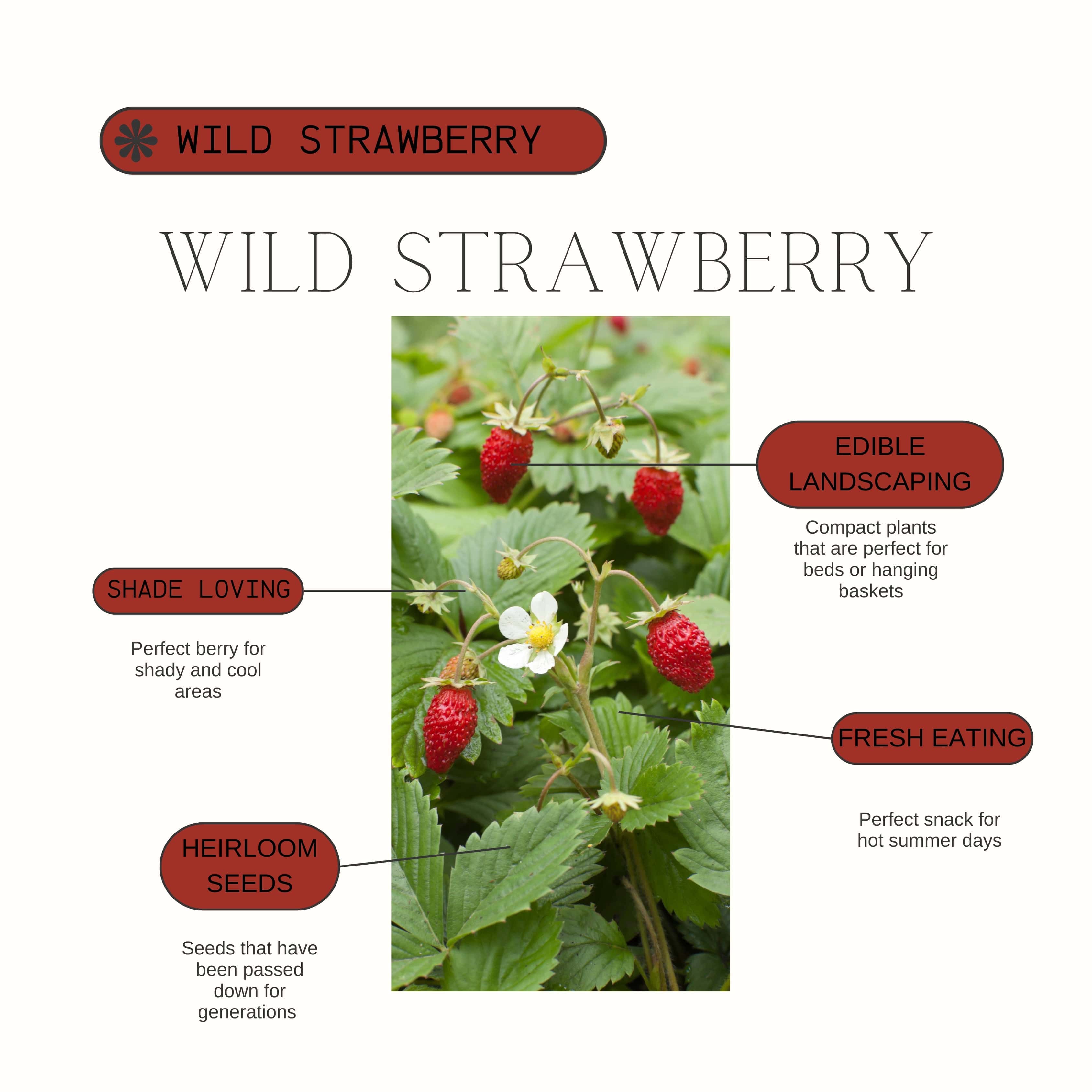 Strawberry Seed Alpine (Wild) (Fragaria vesca) Everbearing - Seeds and ...