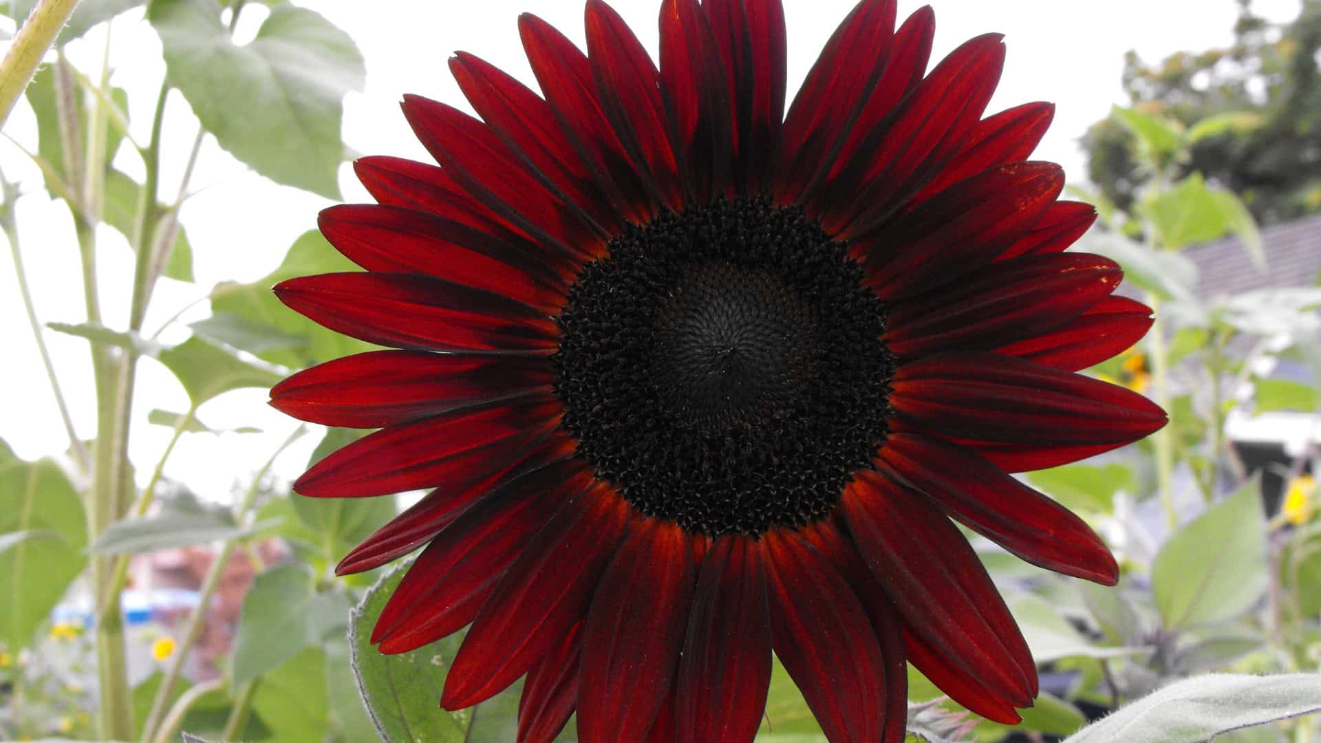 Moulin Rouge Sunflower Seed (Helianthus annuus) - Seeds and Soil Farm