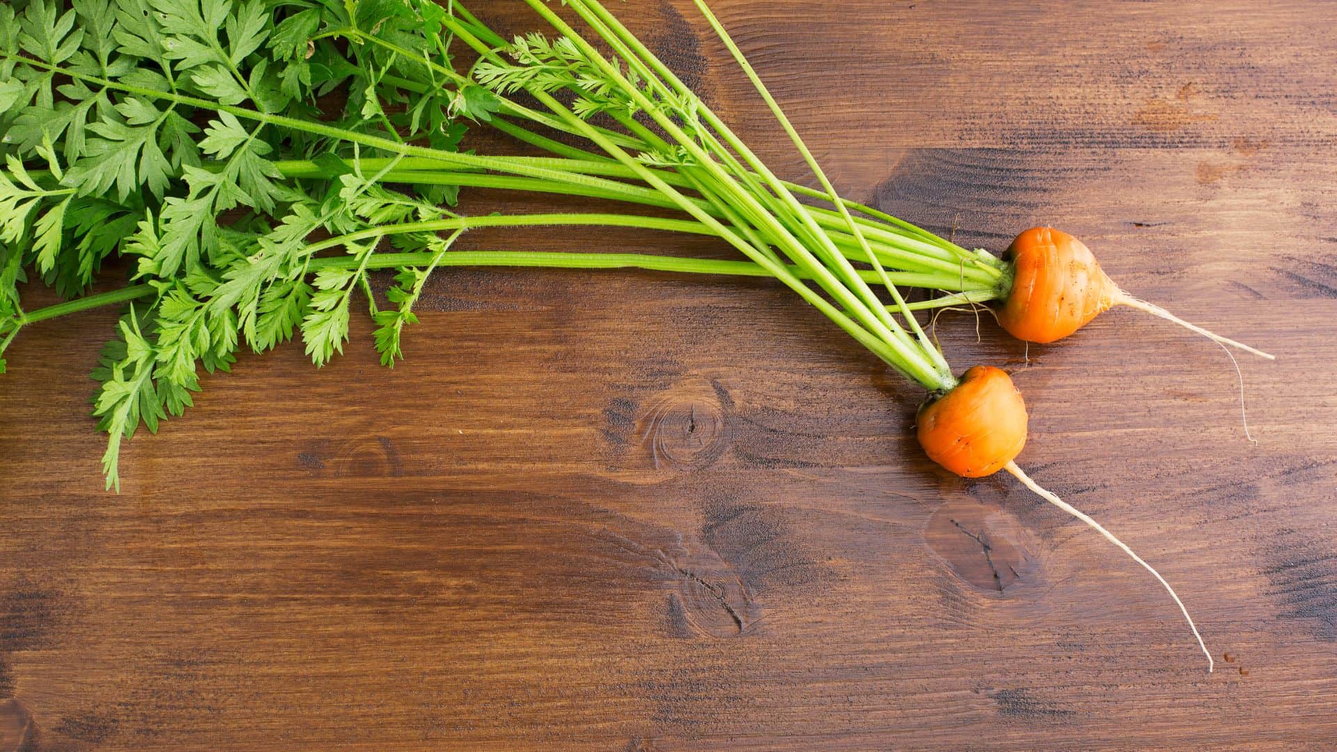 Carrot Seeds Thumbelina (Daucus carota subsp. sativus) - Seeds and Soil ...